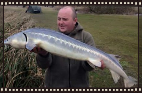 UK Sturgeon & UK Cat Fishing Holidays Contacts